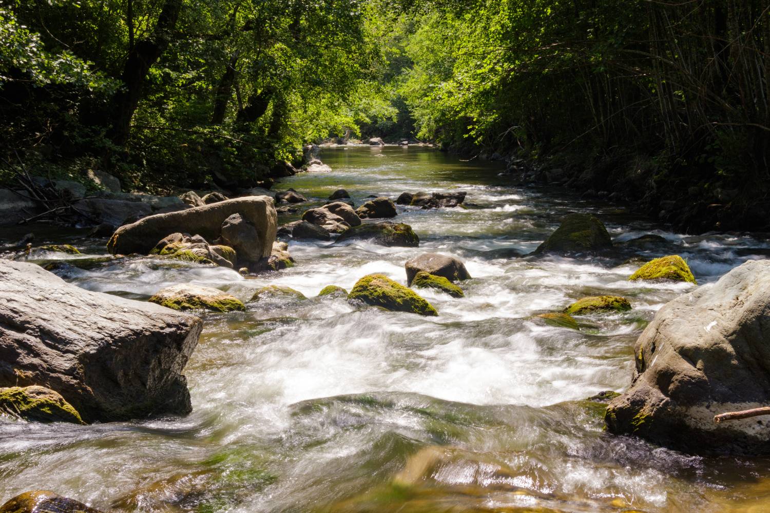 Studenica krije velika bogatstva: Domaći naučnici otkrili su u reci ...